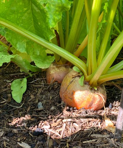 Vegetables to grow in shade: 10 best crops for shady spots | Homes and ...