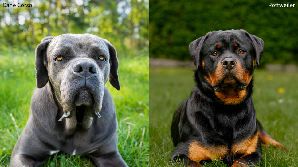 Cane corso vs Rottweiler: Vet's breed comparison | PetsRadar