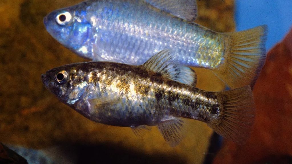 15 strange desert animals | Live Science