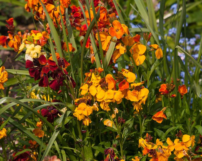 What to plant in October: 14 plants to sow and grow | Gardeningetc