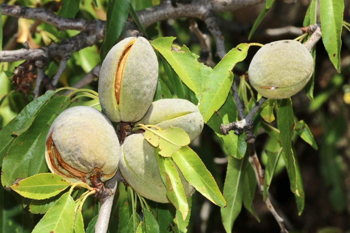 Almond Diseases And Pests: Tips On Managing Issues In Almonds ...