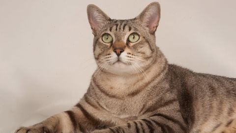 Hybrid cat breeds – and a few unusual breed mixes | PetsRadar