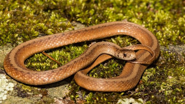 Facts About Brown Snakes | Live Science