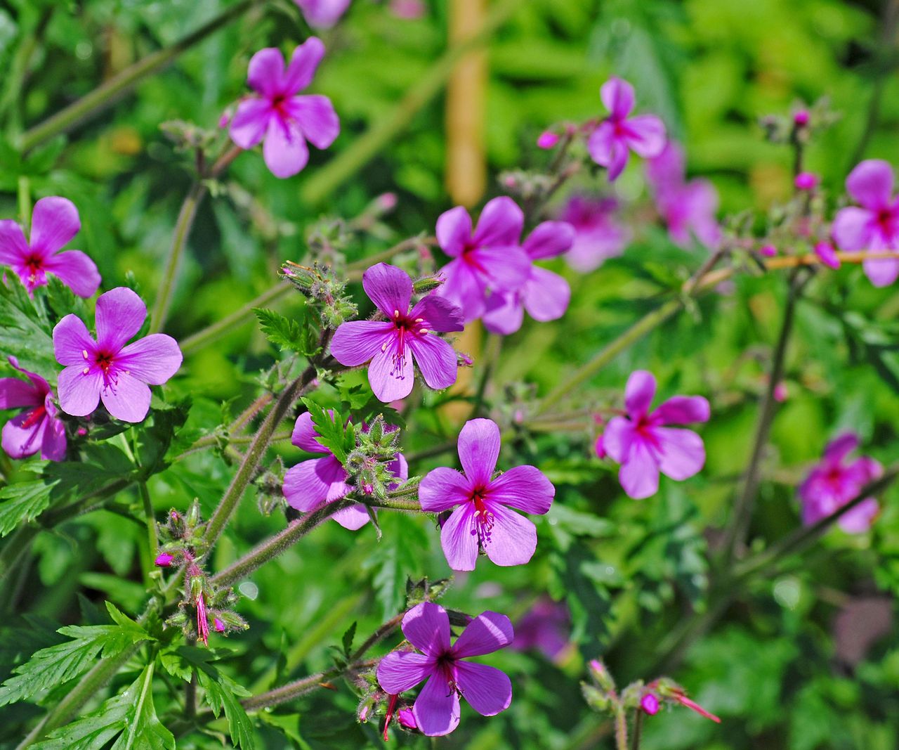 Hardy geranium varieties: 15 cranesbills for every garden | Homes and ...