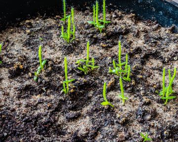 How to grow dragon fruit: both indoors and outside | Homes and Gardens