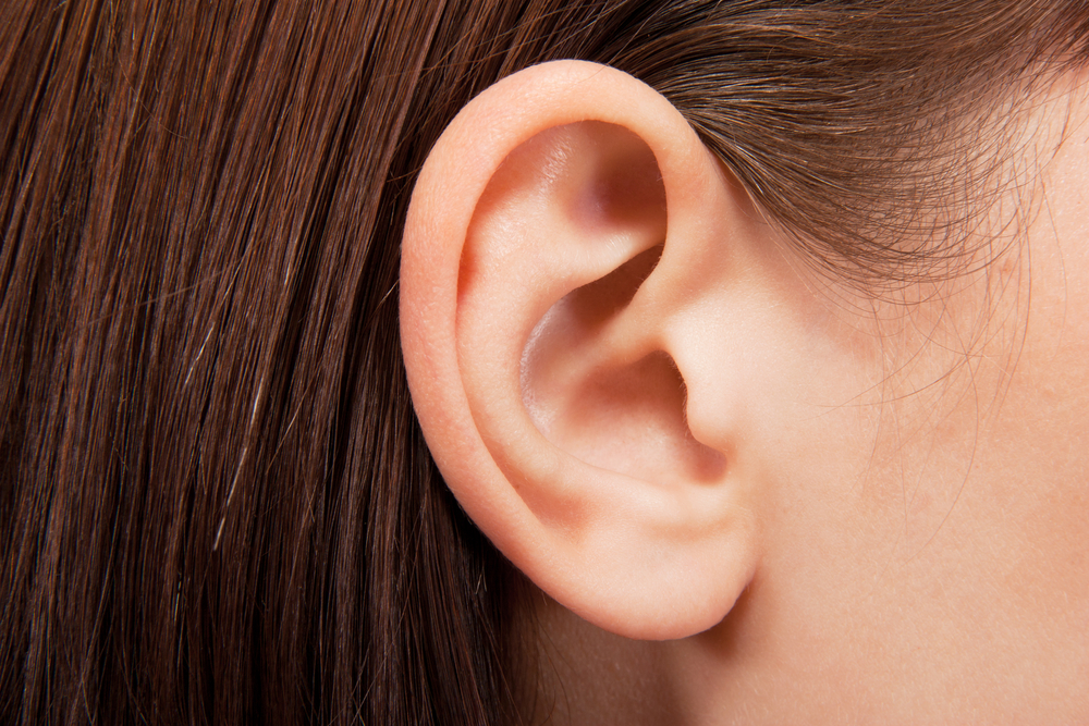 Ears Facts Function Disease Live Science Ears Facts Function Disease Live Science