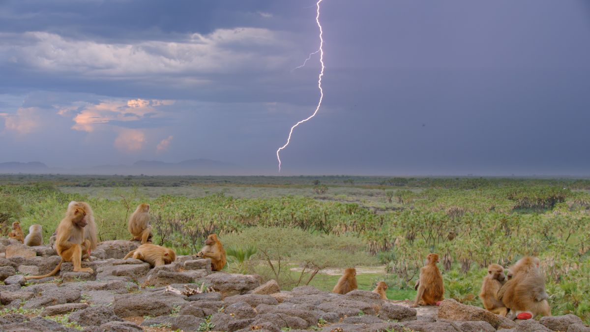 What National Geographic Wants You to Know About 'Hostile Planet ...