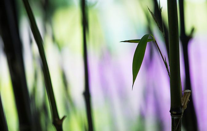 The dazzling colours of bamboo – yes, bamboo – which can steal your ...