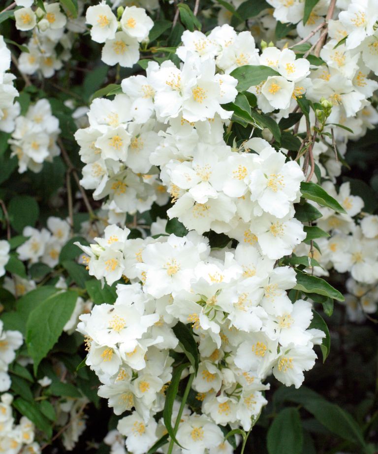 Mock orange varieties: 12 stunning types of philadelphus | Homes and ...