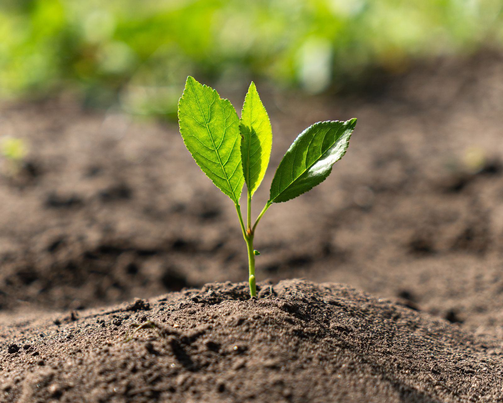 How To Grow Cherry Trees From Seed At Home | Gardening Know How