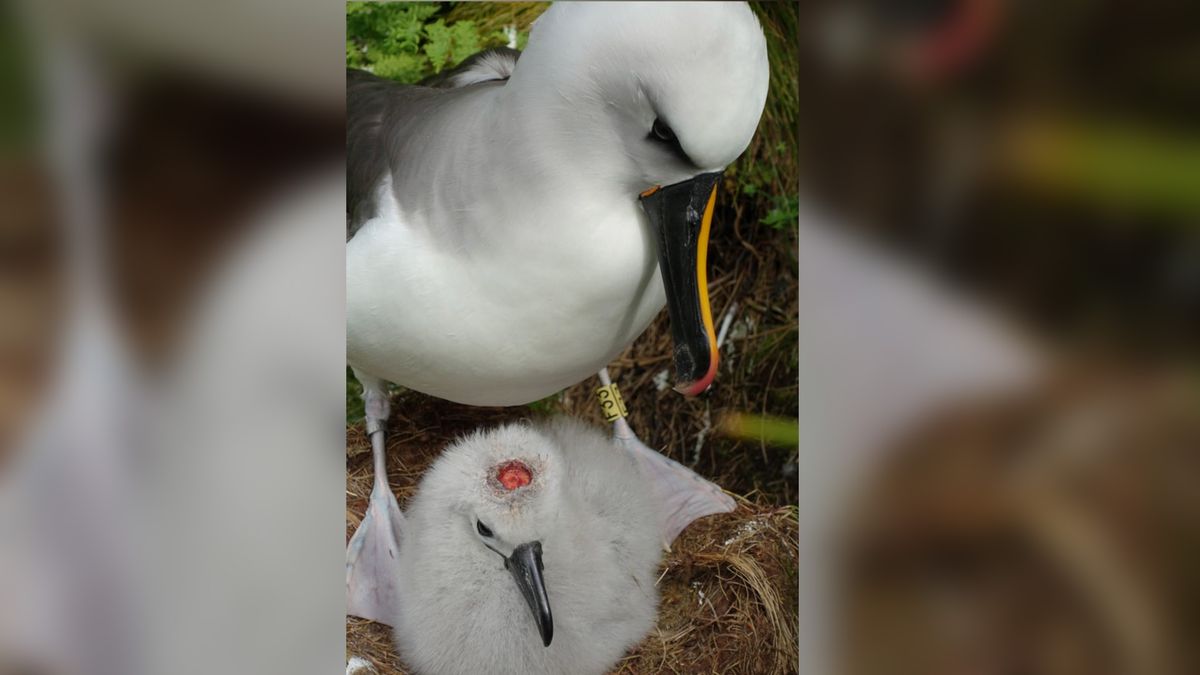 Mice Caught Attacking Adult Albatross in Gruesome Video | Live Science