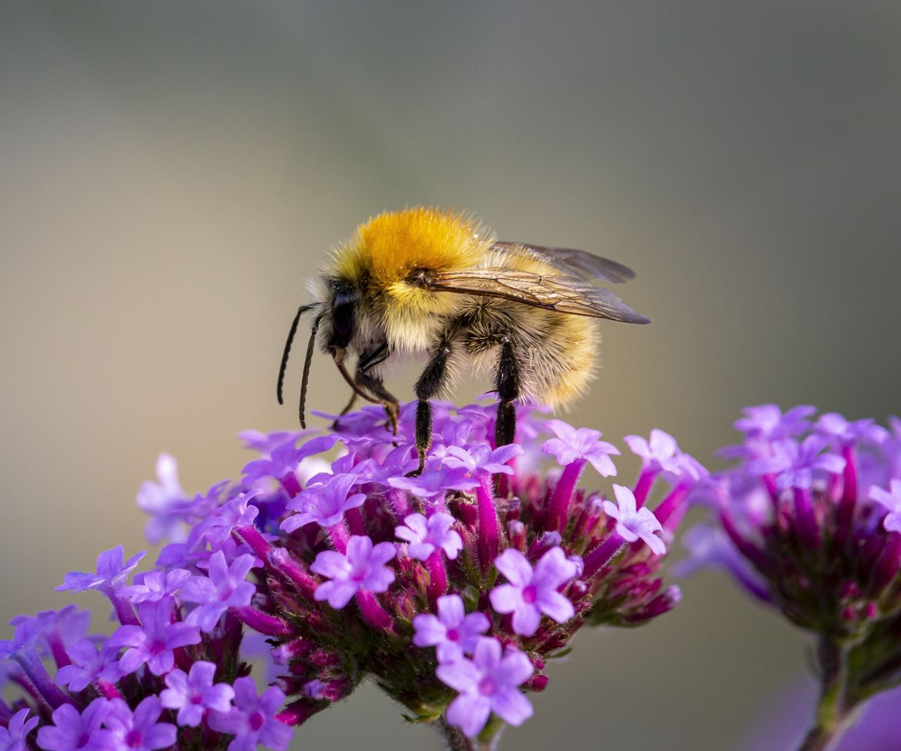 How to grow verbena: expert advice on this flowering plant | Homes and ...