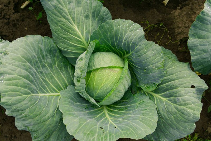 Tips & Information about Cabbage | Gardening Know How
