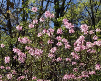 8 Noteworthy Native Azaleas You Should Know – And Grow! | Gardening ...