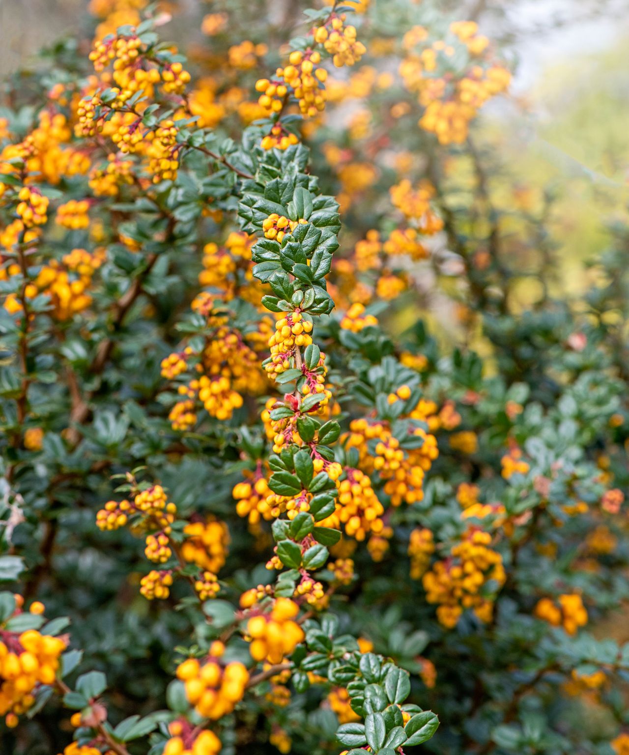 Landscaping shrubs: 10 varieties to add instant impact | Homes and Gardens
