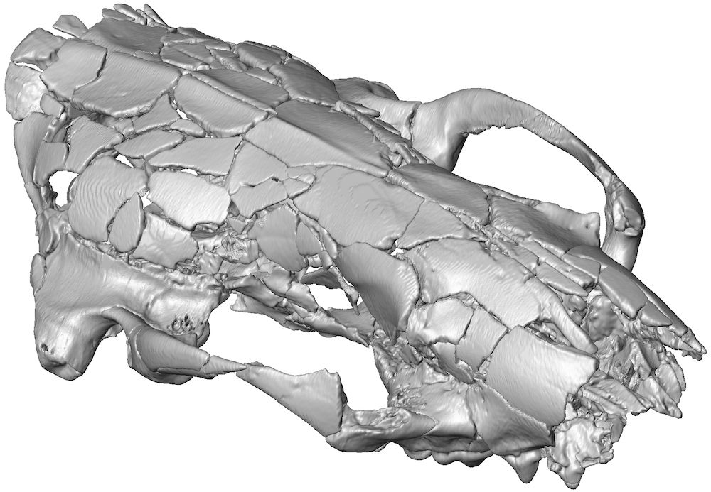 Photos: Fearsome Ancient Otter Was As Large As a Wolf | Live Science