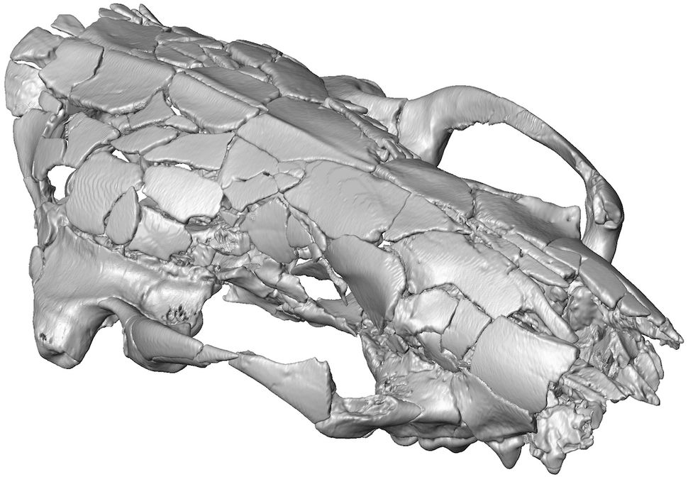 Photos: Fearsome Ancient Otter Was As Large As a Wolf | Live Science