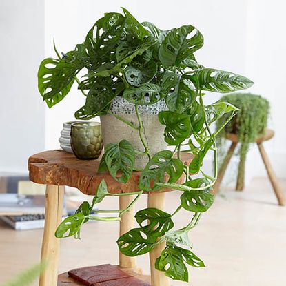 How to repot a plant: do this regularly, and your plants will live ...