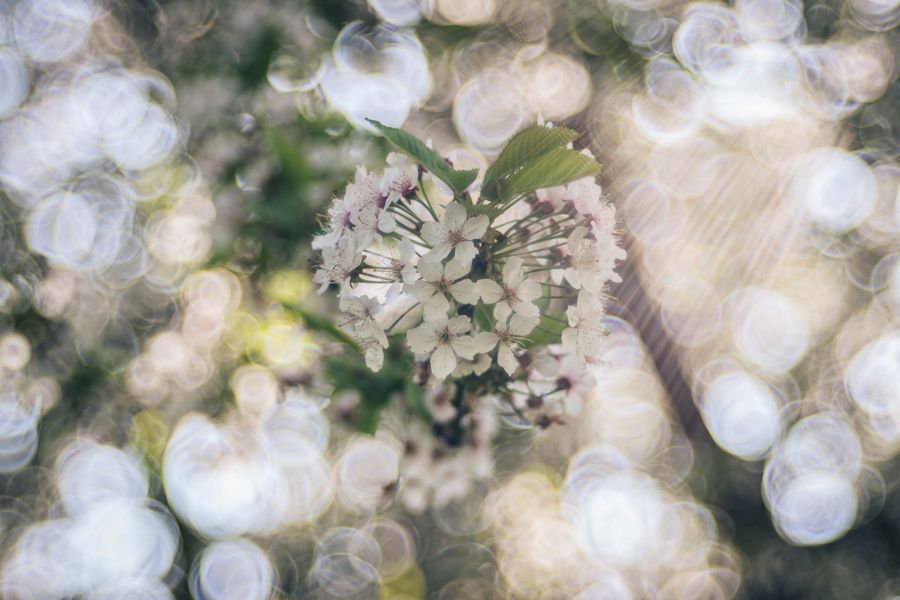 Meyer Optik Görlitz Trioplan 100mm f/2.8 II now available | Digital ...