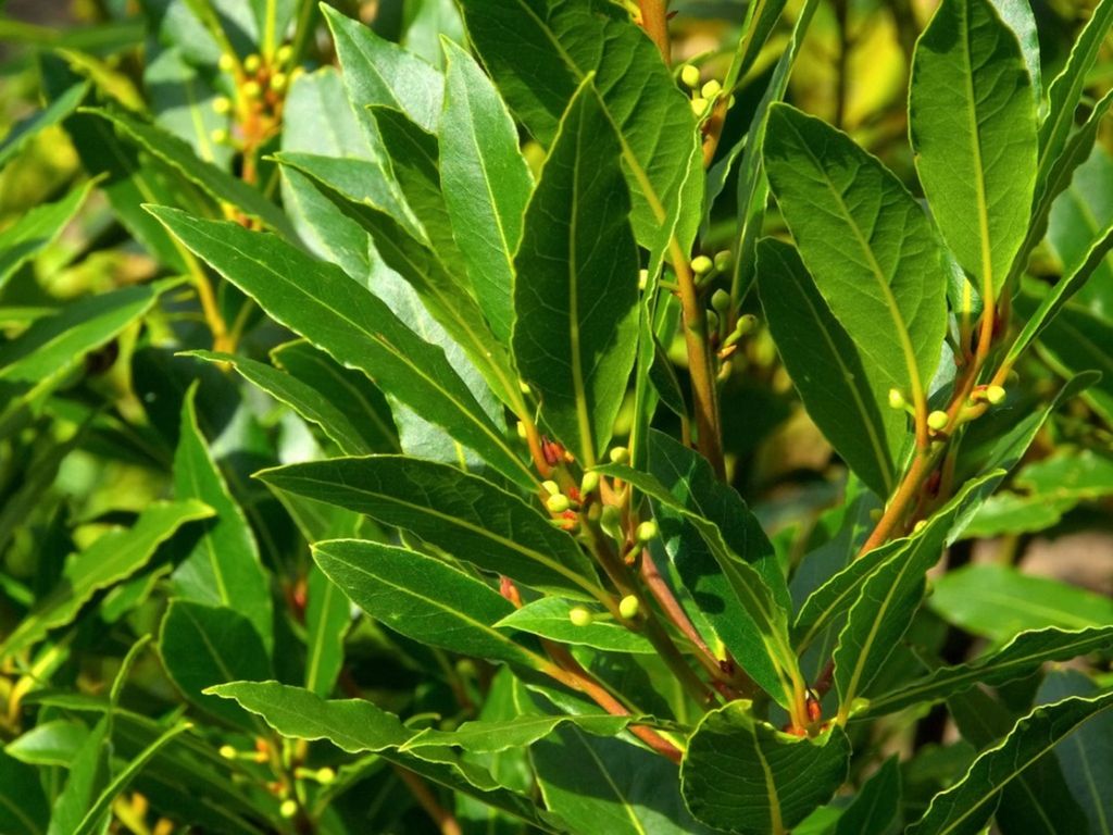 Can You Eat All Types Of Bay Leaves: Learn About Different Bay Tree ...
