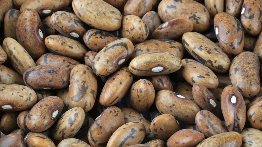 Heritage Plant Info - Growing Rattlesnake Snap Beans | Gardening Know How