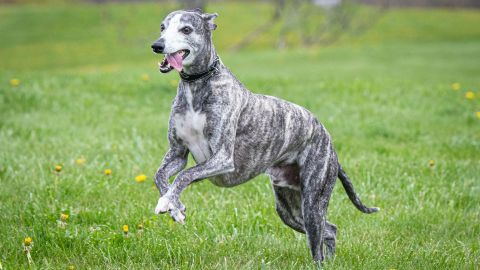 Brindle dog breeds with distinctive tiger-striped markings | PetsRadar