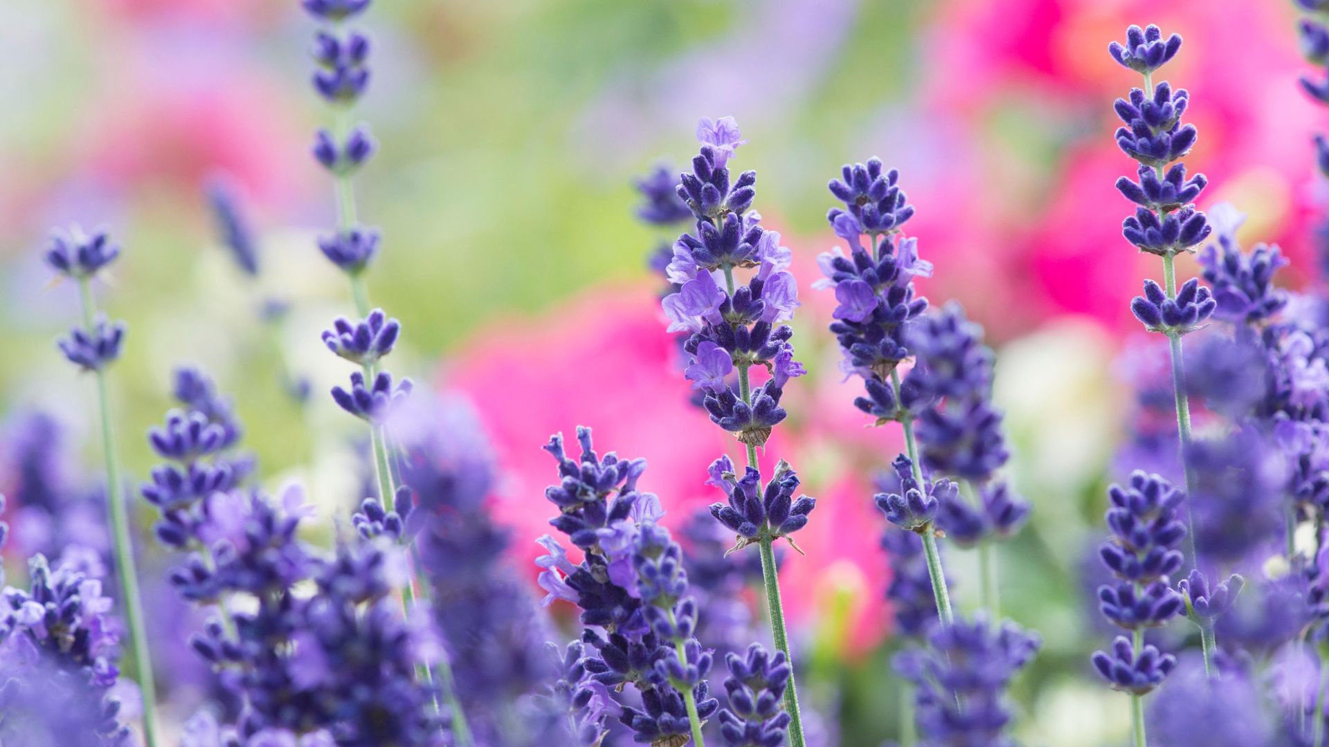 How to grow lavender: beginners guide for pots and borders | Ideal Home