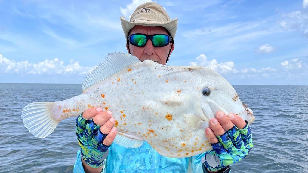 'What the heck is that?' Florida angler catches 'tortilla fish.' | Live ...