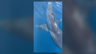 Watch 2 megamouth sharks caught on video for the 1st time ever | Live ...