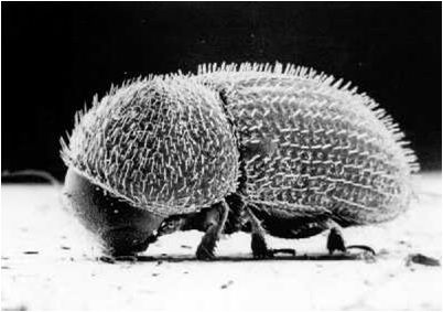 Scientists Take On Coffee-Loving Pests | Live Science