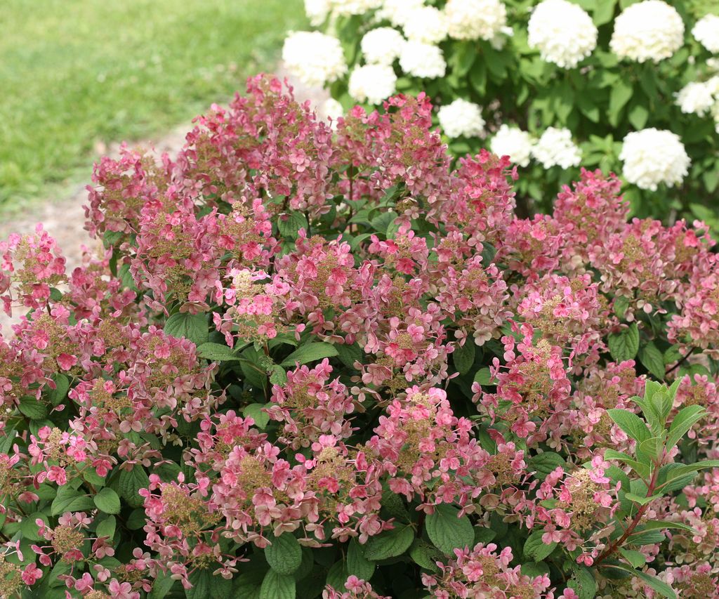 Best hydrangea varieties: 15 great flowering shrubs to try | Homes and ...