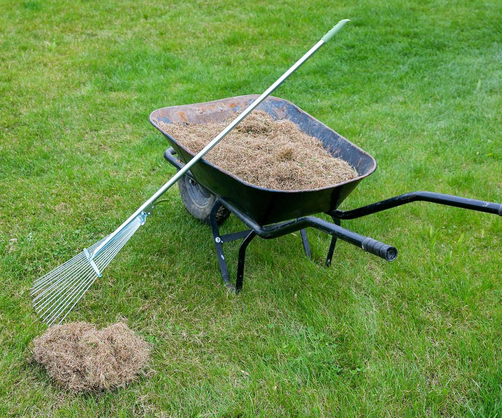 Turf experts reveal how to fix an overgrown lawn in 4 steps | Homes and ...