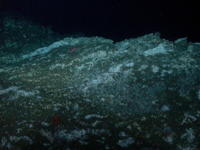 Surprise! Life Discovered Inside Deep-Sea Rocks | Live Science