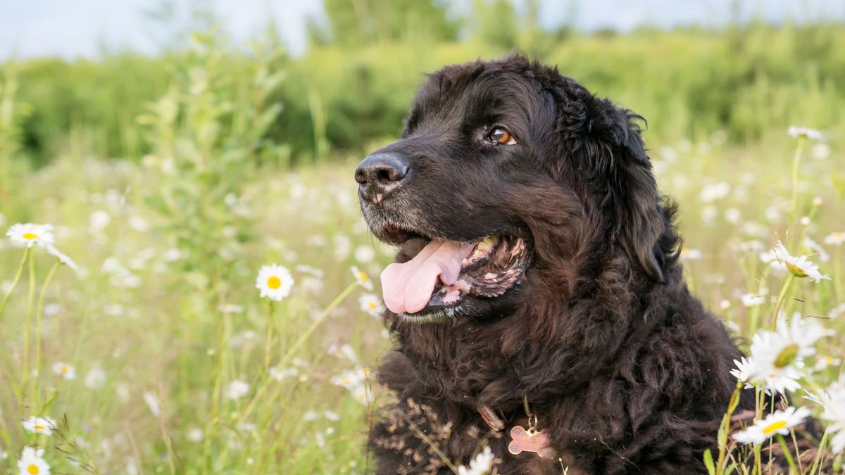 32 best dog breeds for cold climates | PetsRadar