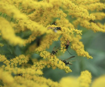 10 of the best plants for fall pollinators | Homes and Gardens