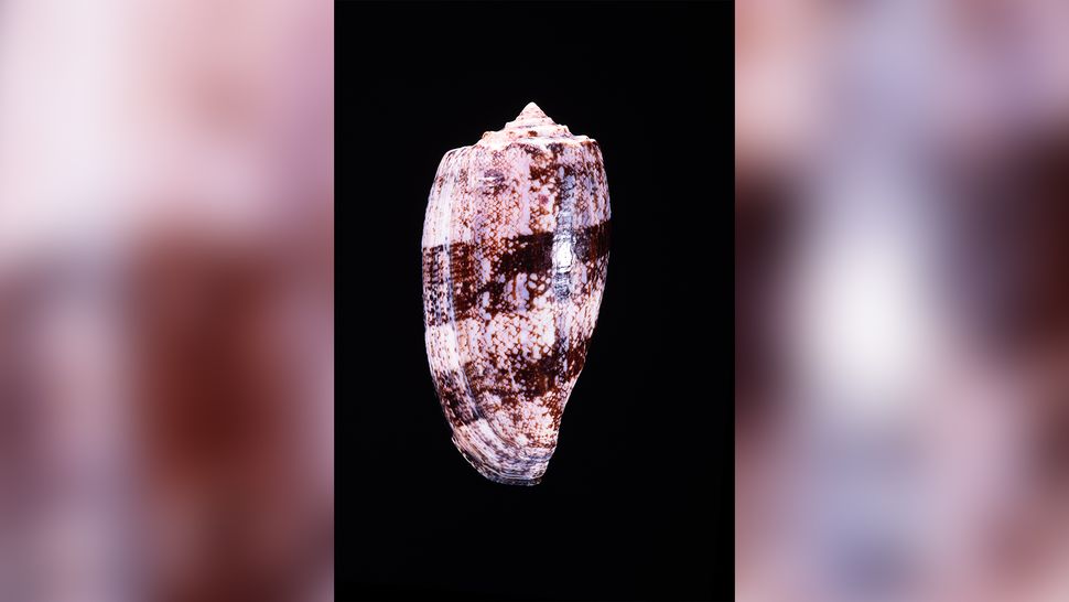 13 of the most venomous sea creatures on Earth | Live Science