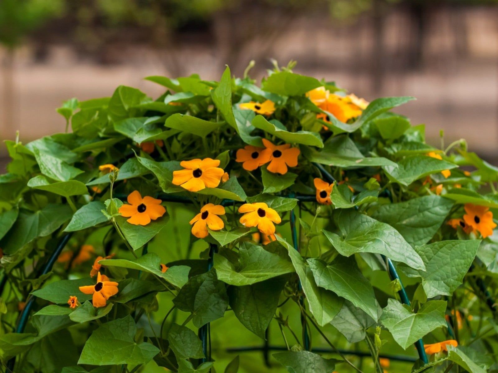 Flowering Vines With An Extended Bloom Season | Gardening Know How
