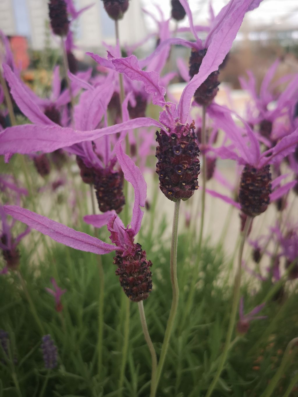 How to grow lavender: in flower borders and dry gardens | Homes and Gardens