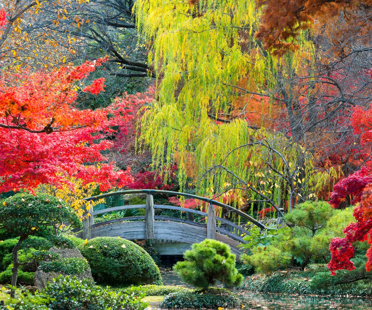 Best trees for a Japanese garden: 7 harmonious species | Homes and Gardens