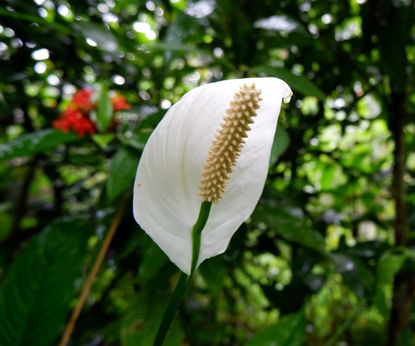 Can you grow a peace lily outdoors? Experts reveal | Homes and Gardens