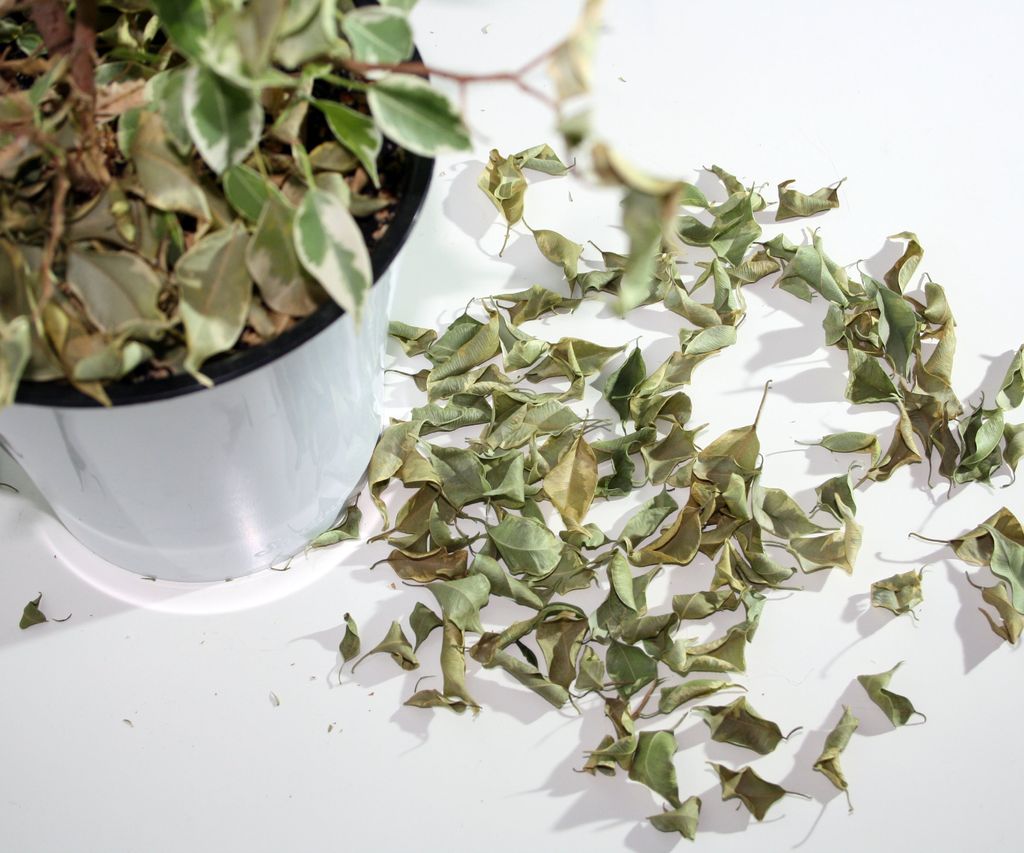 Ficus Dropping Leaves? Here’s Why & How To Fix It | Gardening Know How