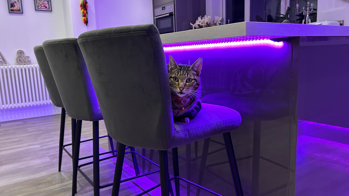 5 life lessons my cats taught me that I’d never have guessed | PetsRadar