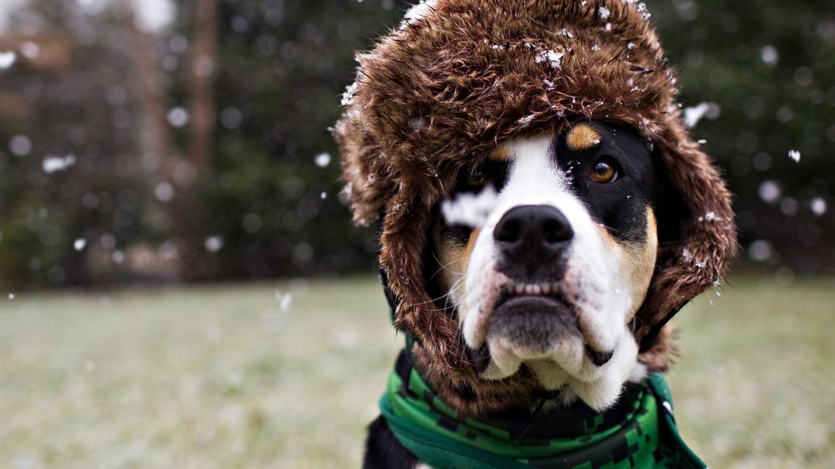 32 things to know about Greater Swiss Mountain dogs | PetsRadar