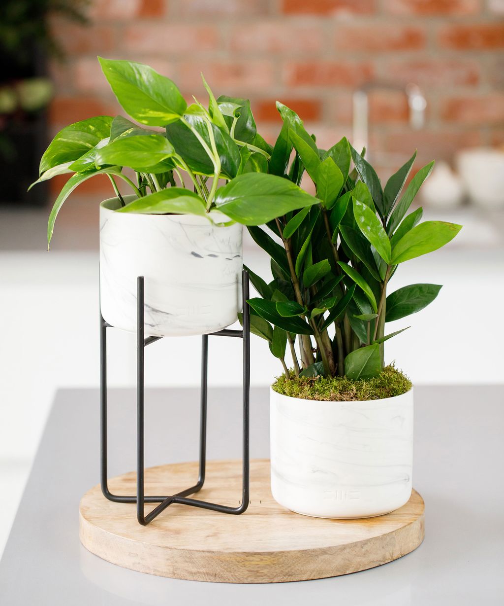 How to repot a pothos: a step-by-step expert guide | Homes and Gardens