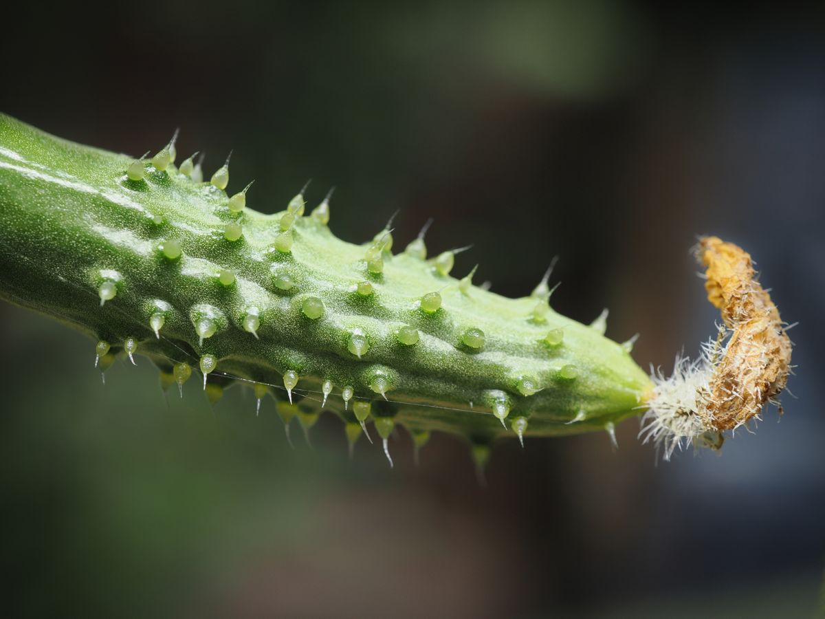 This lens is a cheat code for macro photography! | Digital Camera World