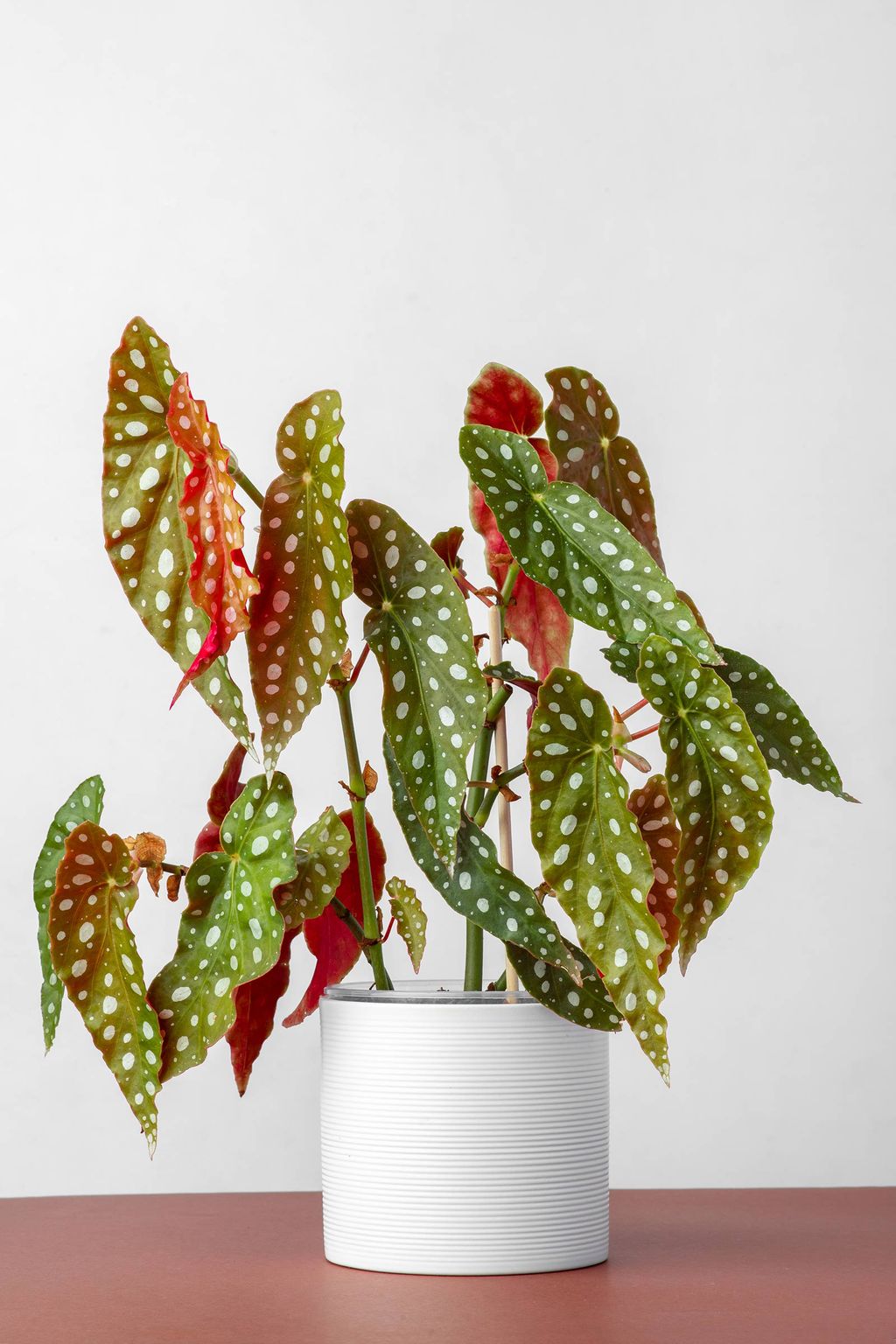 10 bathroom plants that absorb moisture and stop condensation ...