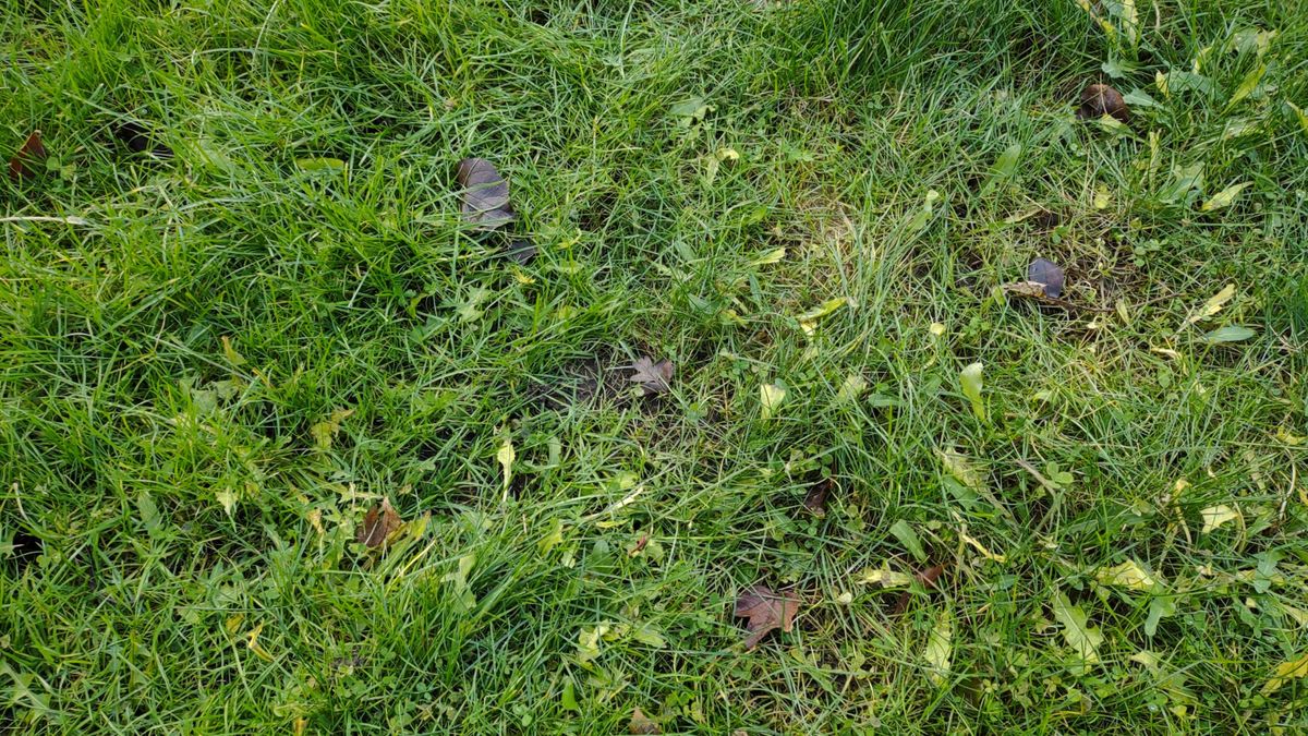 How to sow grass seed in winter | Top Ten Reviews