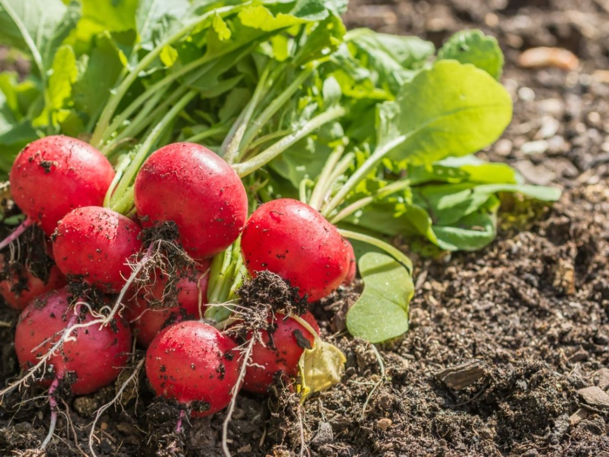 Radish Disease Problems - Learn About Common Diseases Of Radishes ...