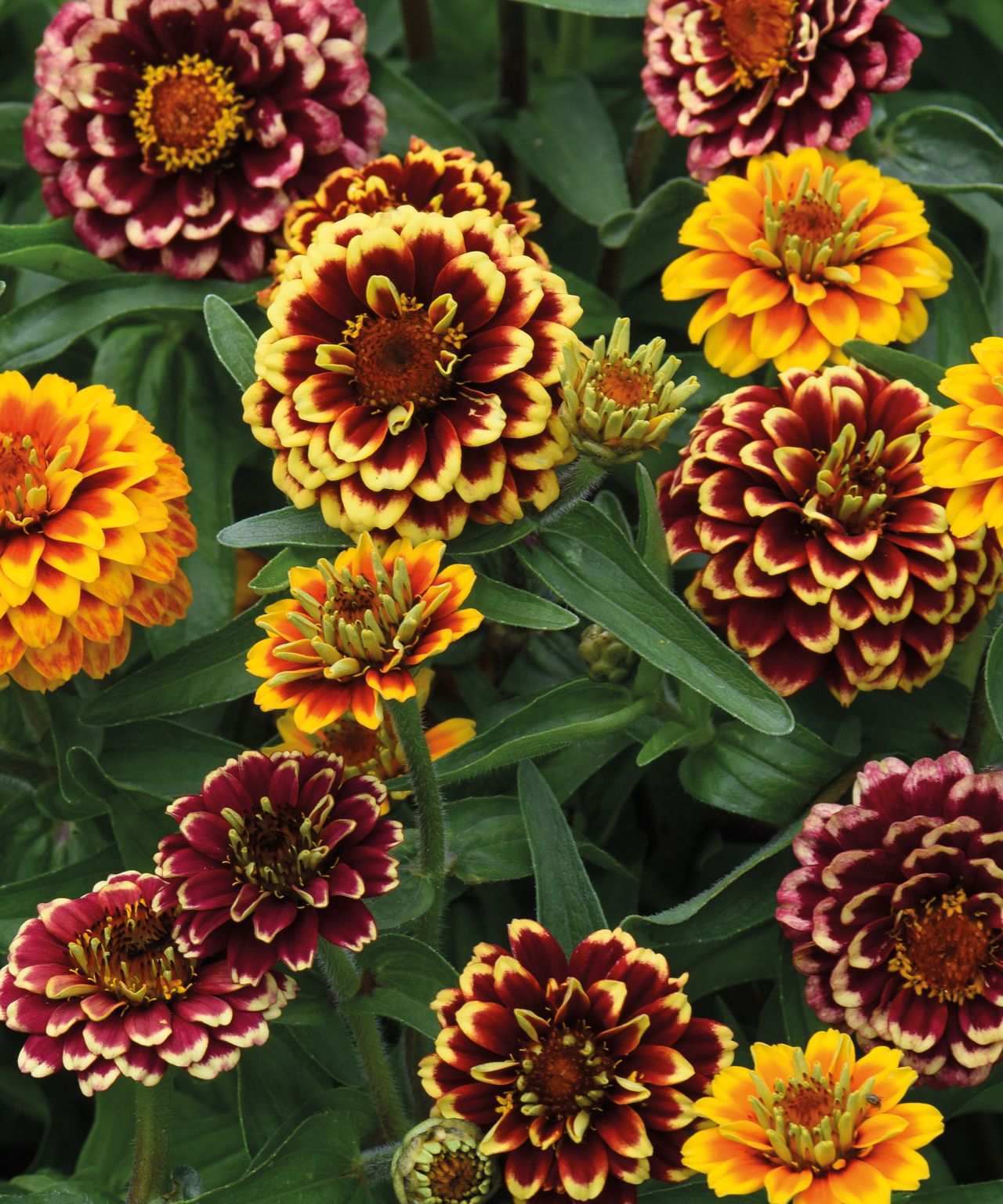 Types of zinnia: 16 uplifting varieties to grow on your plot | Gardeningetc