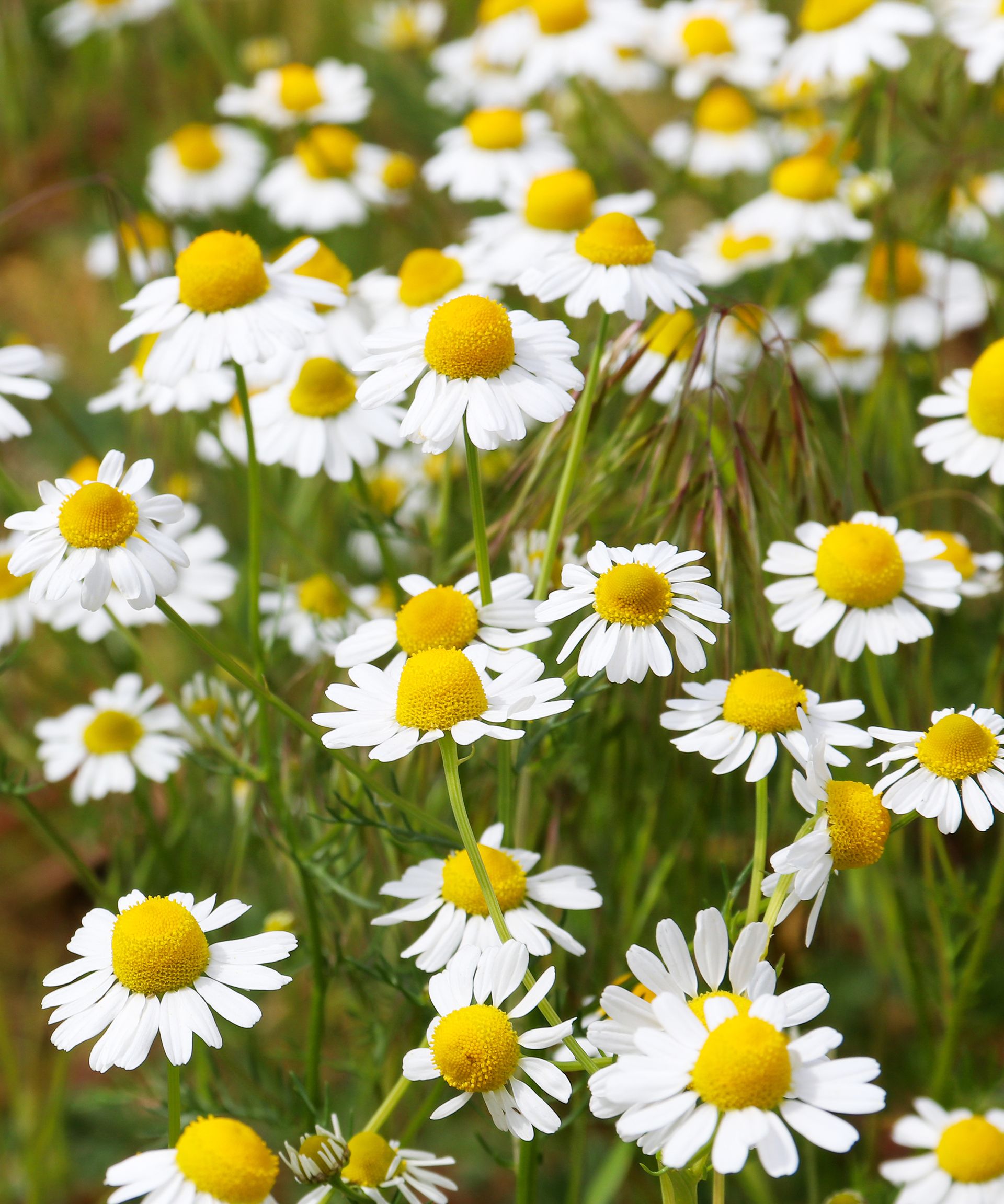 8 Beautiful Herbs That Belong In Flowerbeds | Gardening Know How